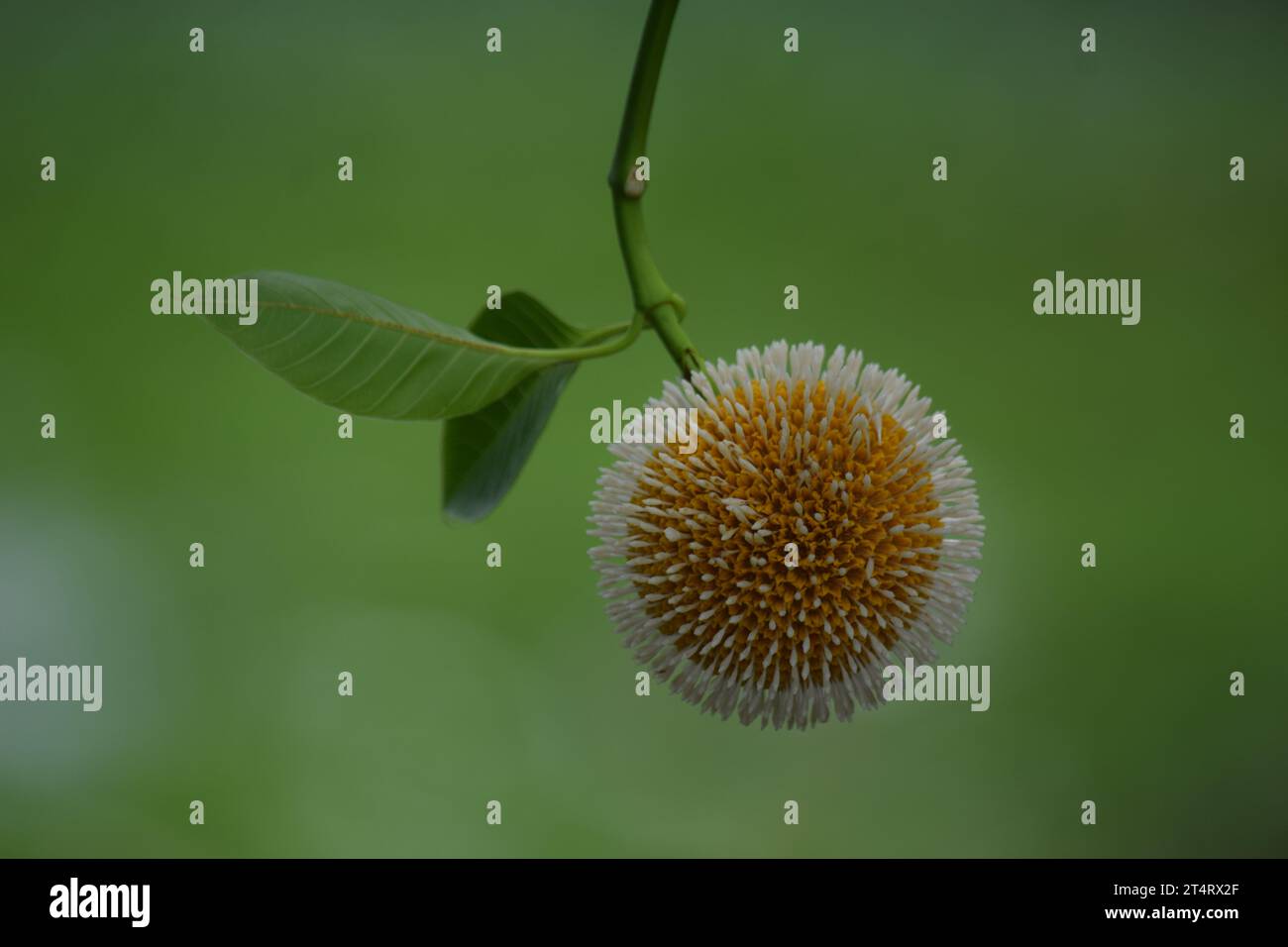 Neolamarckia cadamba Flower or Kodom ful of Bangladesh Stock Photo - Alamy