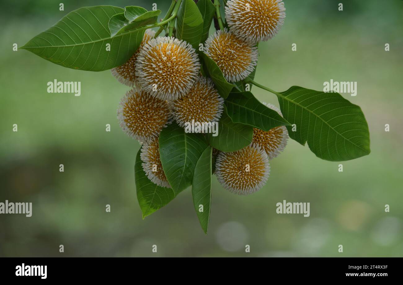 Kodom flower bangladesh hi-res stock photography and images - Alamy