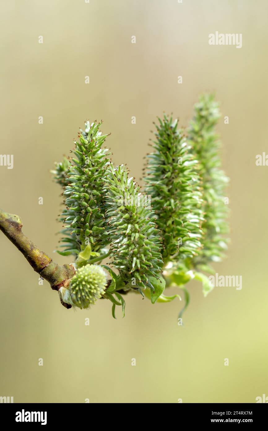 Spring, young blooms of trees, green blossom, catkins, Salix caprea ...
