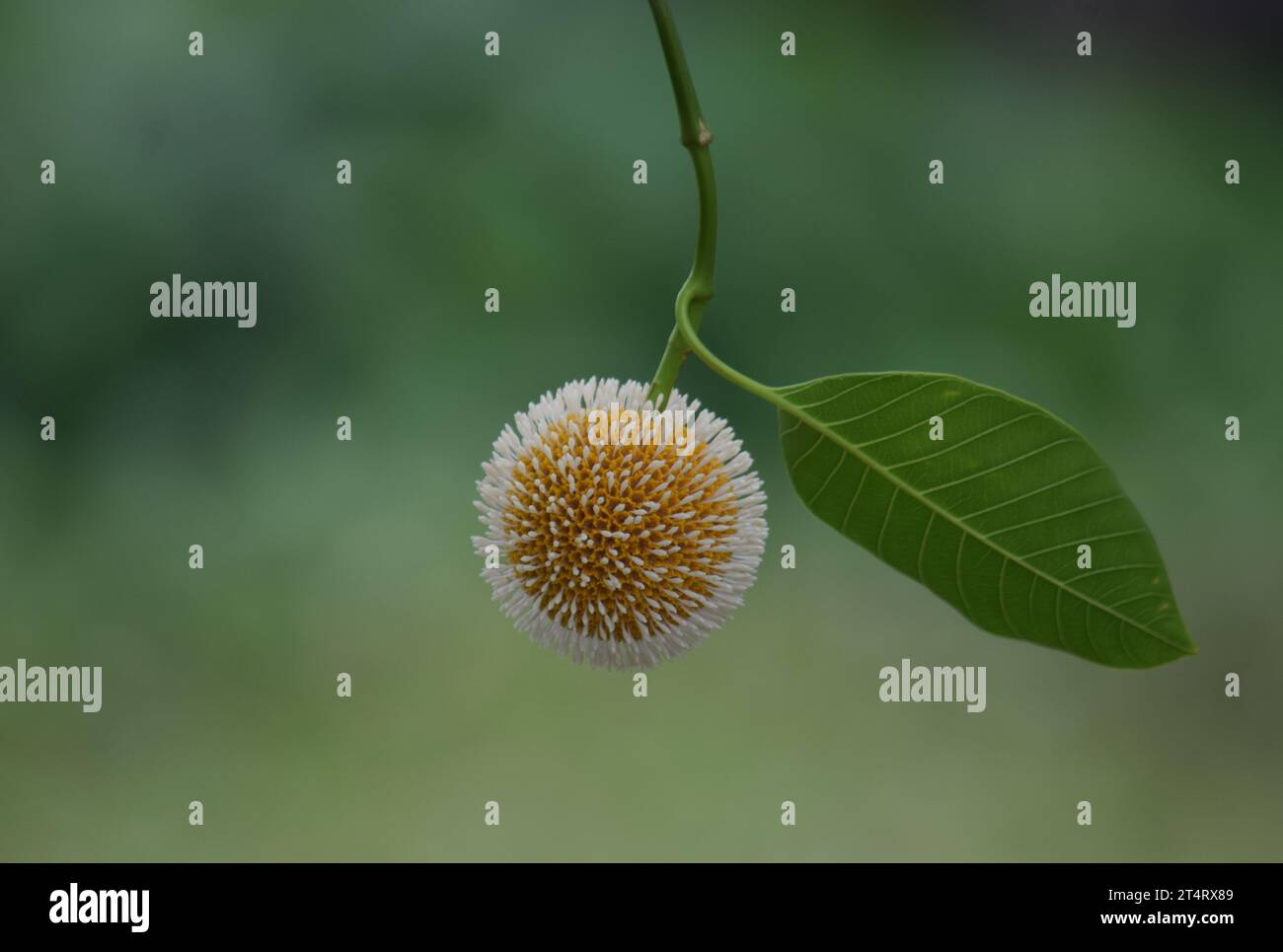 Neolamarckia cadamba Flower or Kodom ful of Bangladesh Stock Photo - Alamy