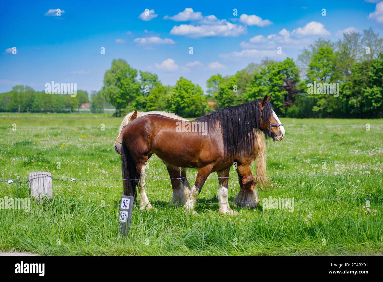 two belgian heavy draft horses Stock Photo - Alamy