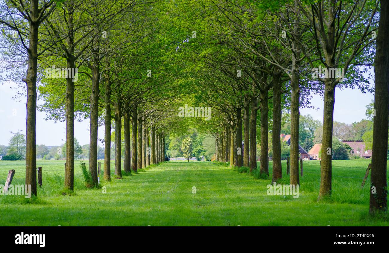 beautiful lane with trees in summertime Stock Photo - Alamy