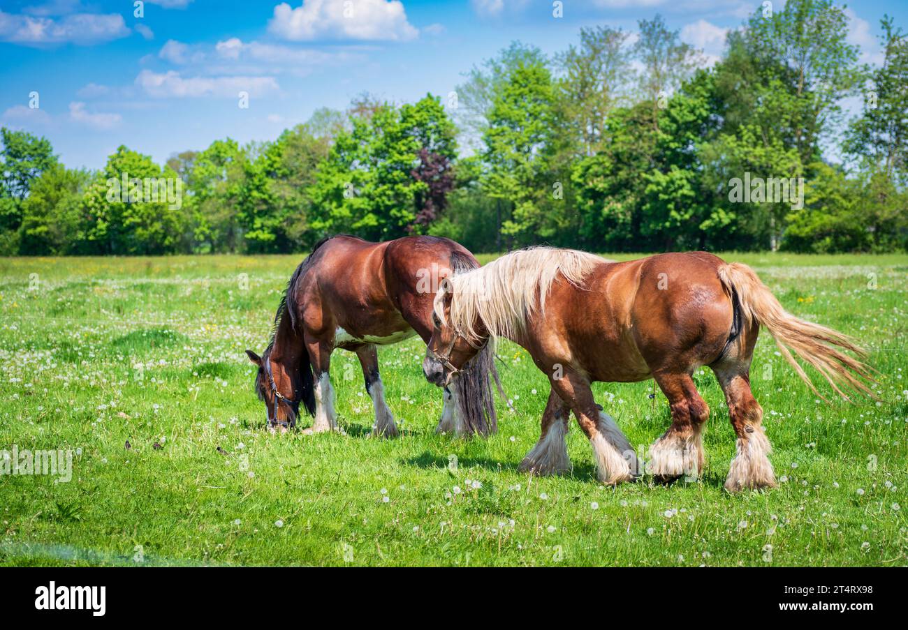 two belgian heavy draft horses Stock Photo - Alamy