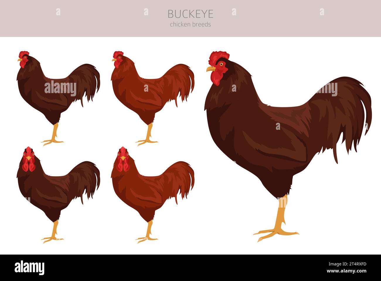 Buckeye Chicken breeds clipart. Poultry and farm animals. Different ...