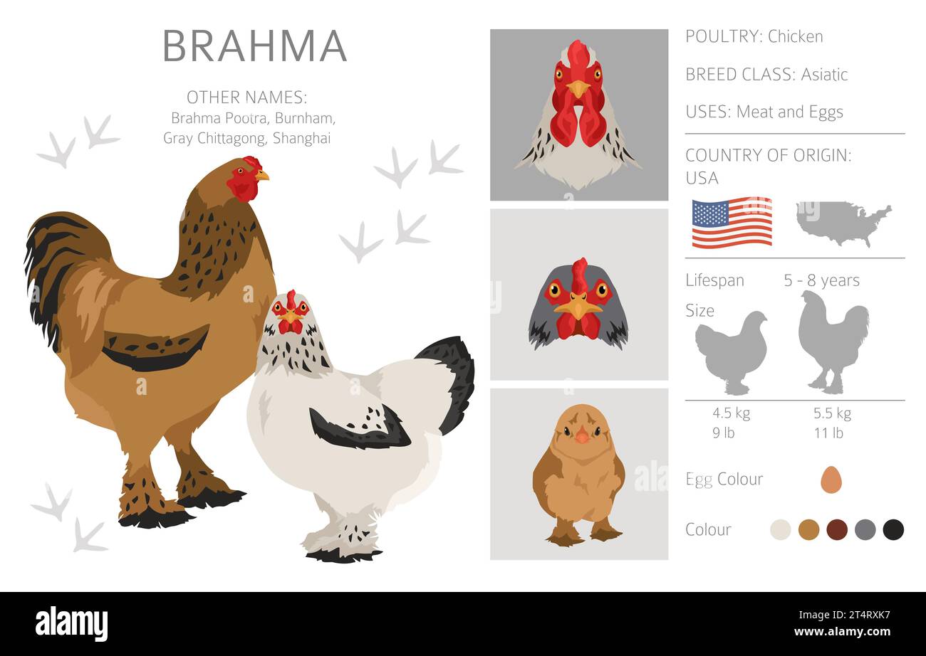 Brahma Chicken breeds clipart. Poultry and farm animals. Different ...