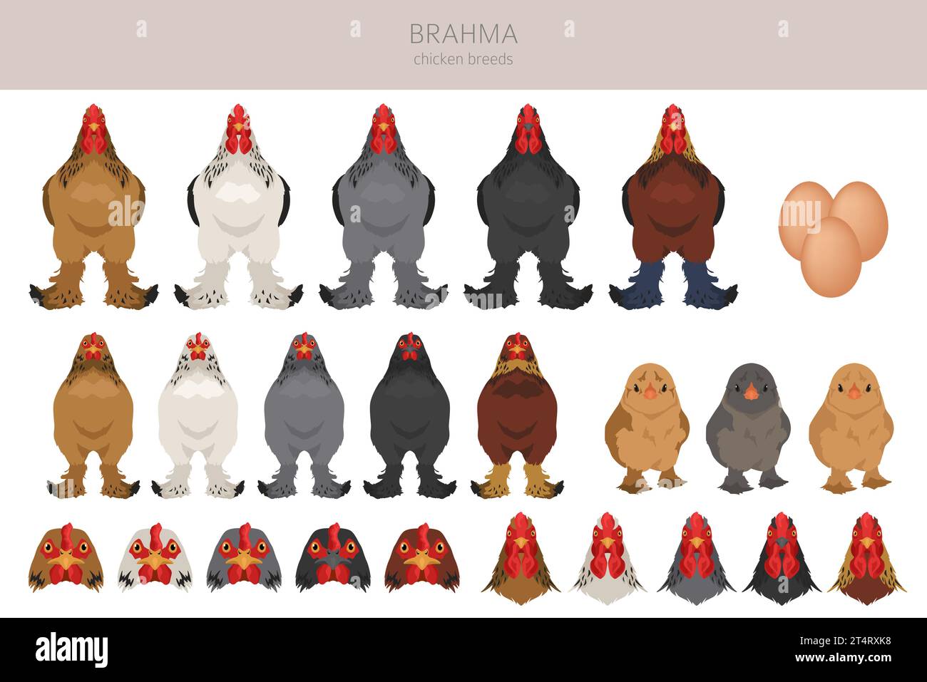 Brahma Chicken breeds clipart. Poultry and farm animals. Different ...
