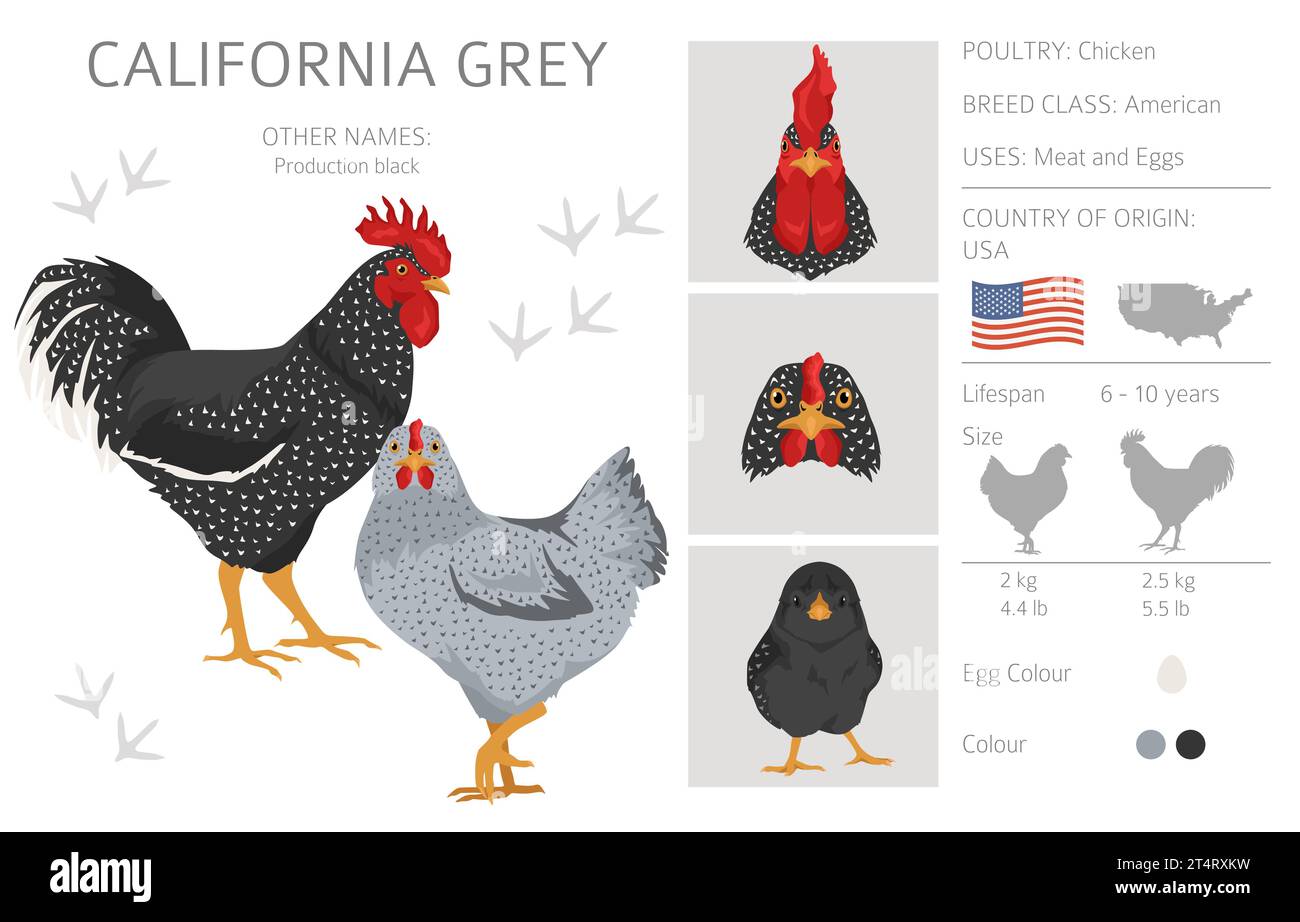 California Grey Chicken breeds clipart. Poultry and farm animals ...