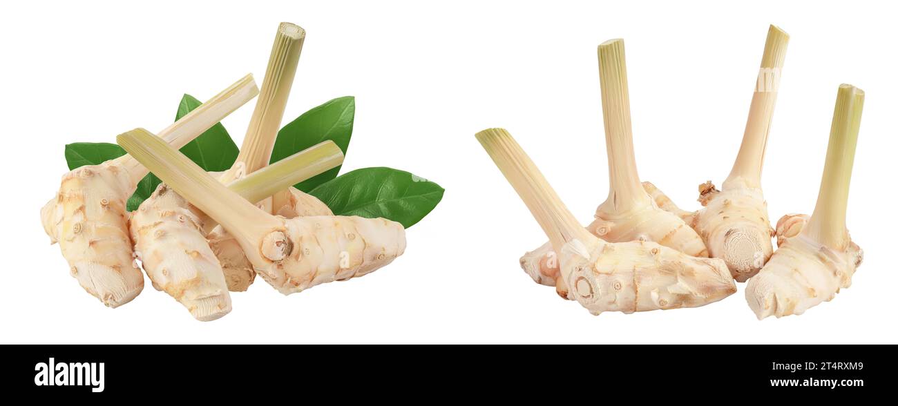 Fresh galangal root isolated on white background with full depth of ...
