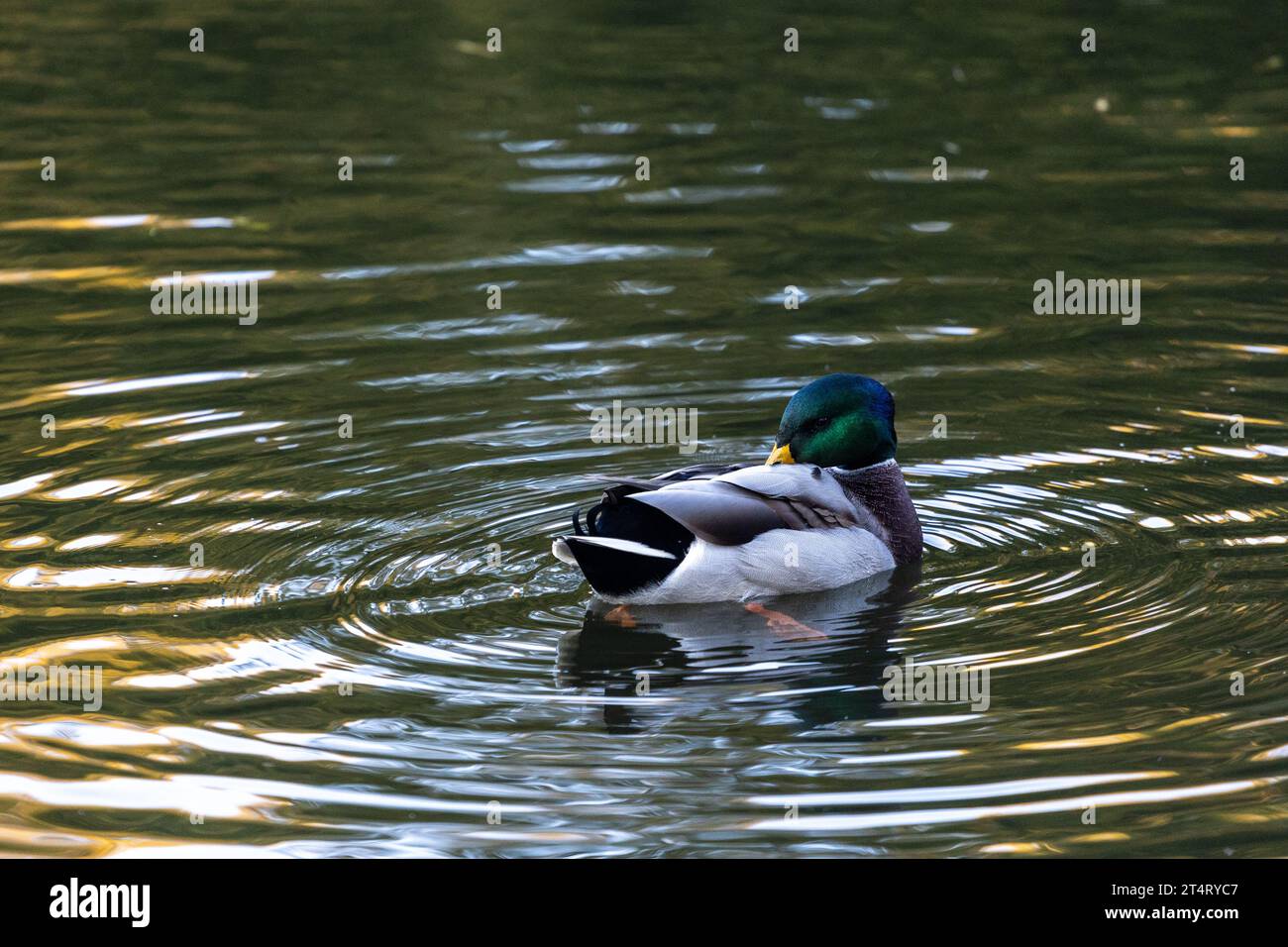 Ducks sleep, clean their feathers, eat algae. Ducks are beautifully ...