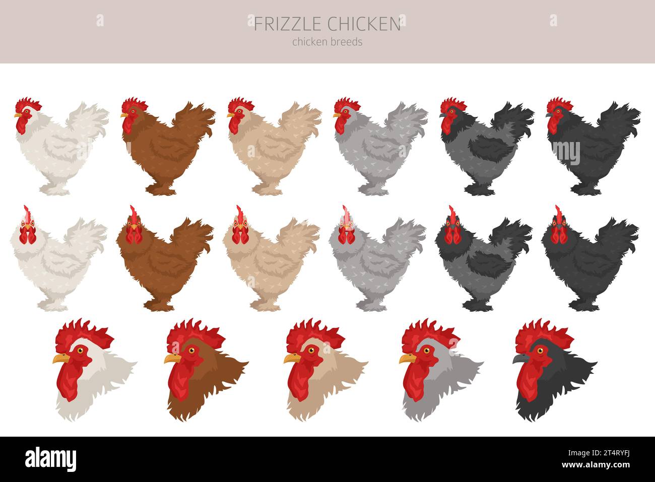 Frizzle Chicken breeds clipart. Poultry and farm animals. Different ...