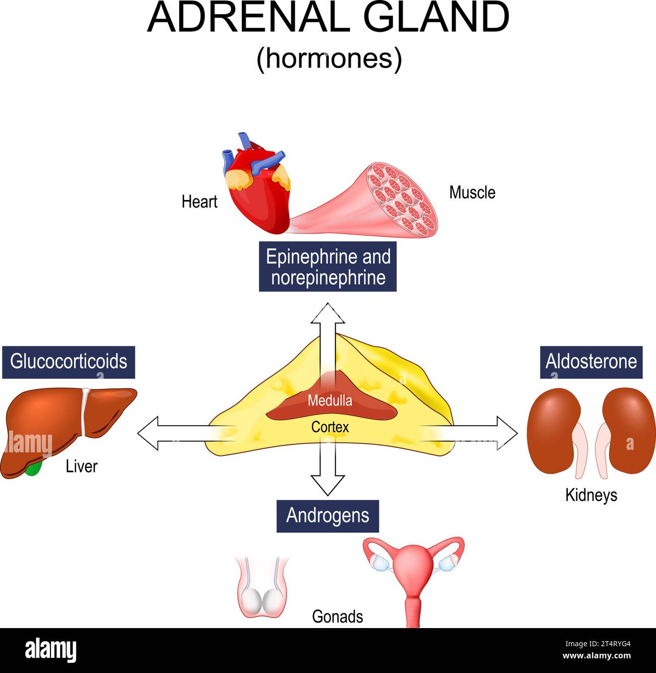 Adrenal Gland Hormones Cross Section Of A Human Suprarenal Glands