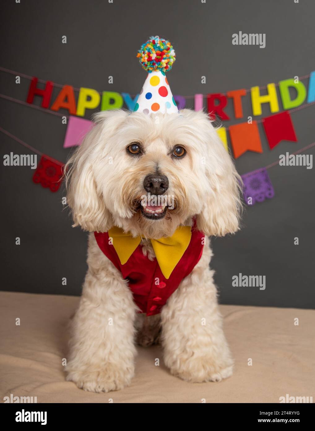 Portrait of a white cockapoo wearing a party hat, bow tie and waistcoat ...