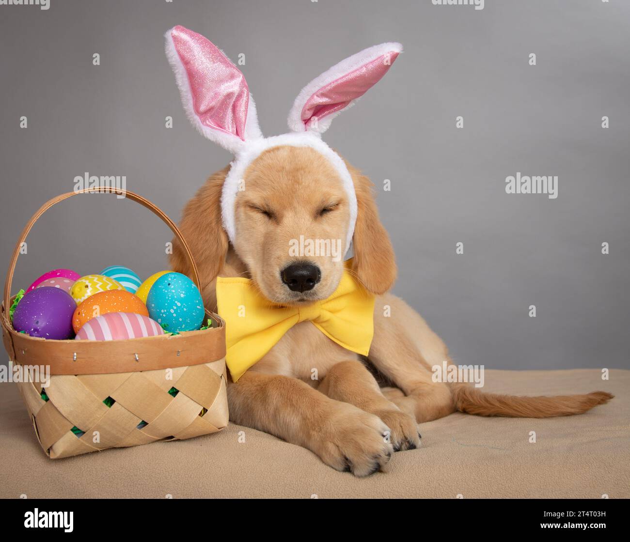 Portrait of a tired golden retriever puppy wearing bunny ears lying ...