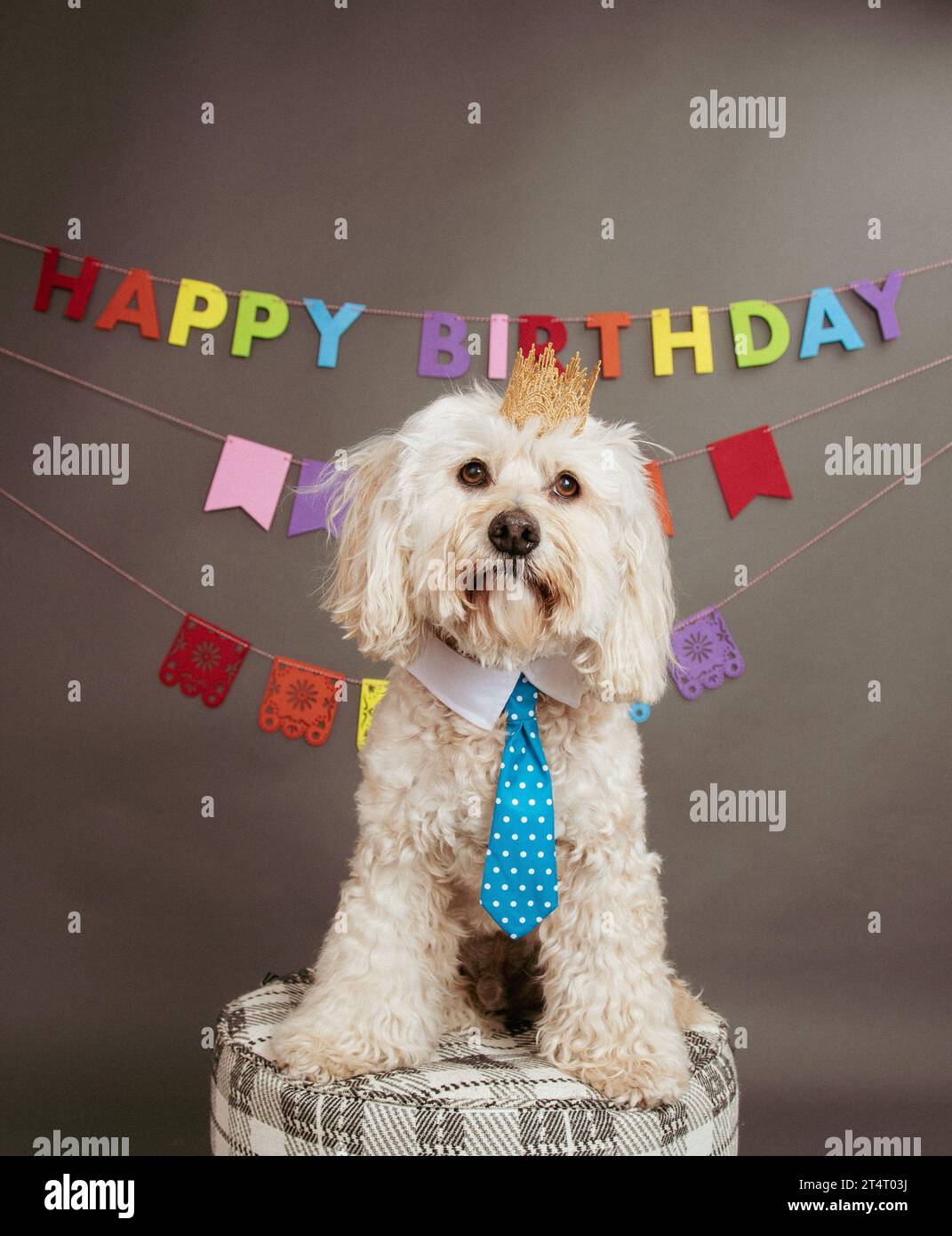 Portrait of a white cockapoo wearing a crown and tie sitting on a stool ...