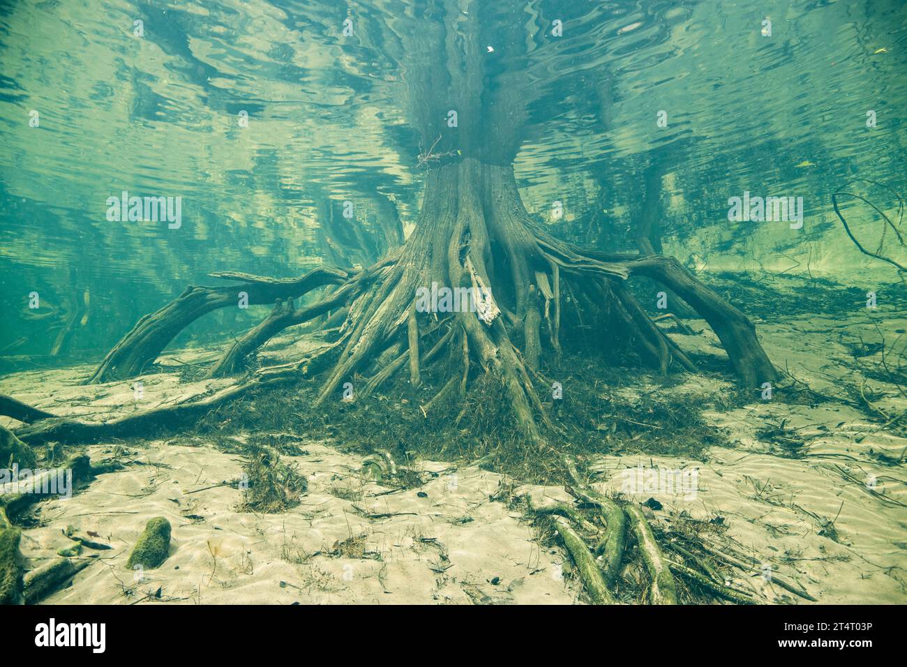 Show underwater hi-res stock photography and images - Alamy