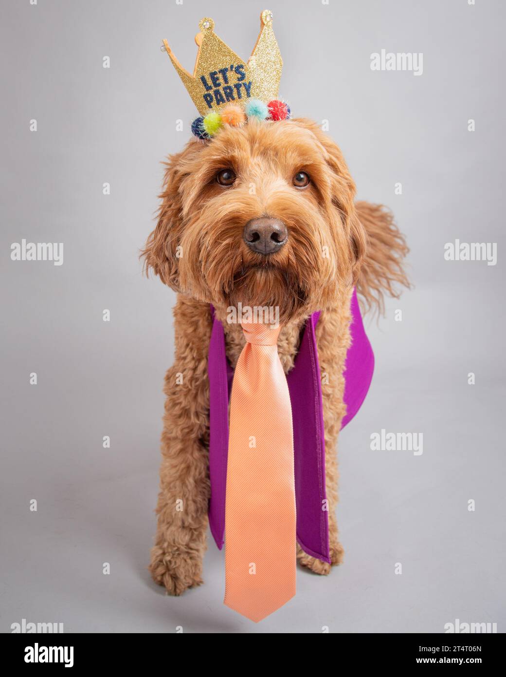 Portrait of a Miniature Goldendoodle wearing a let's party crown and ...