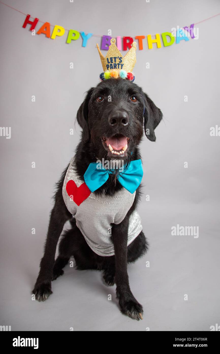Happy Birthday Black Dog Happy Birthday Greeting Card Cute Black Puppy