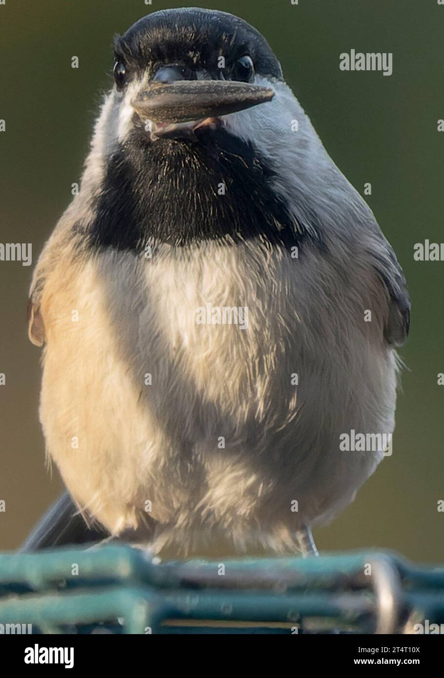 Carolina Chickadee with a sunflower seed Stock Photo - Alamy