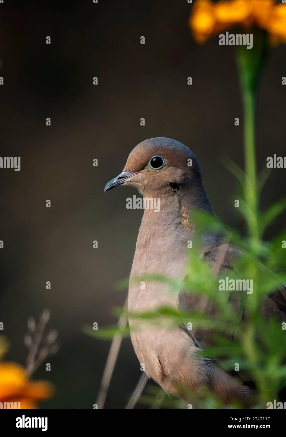 A Mourning Dove poses between the flowers Stock Photo - Alamy