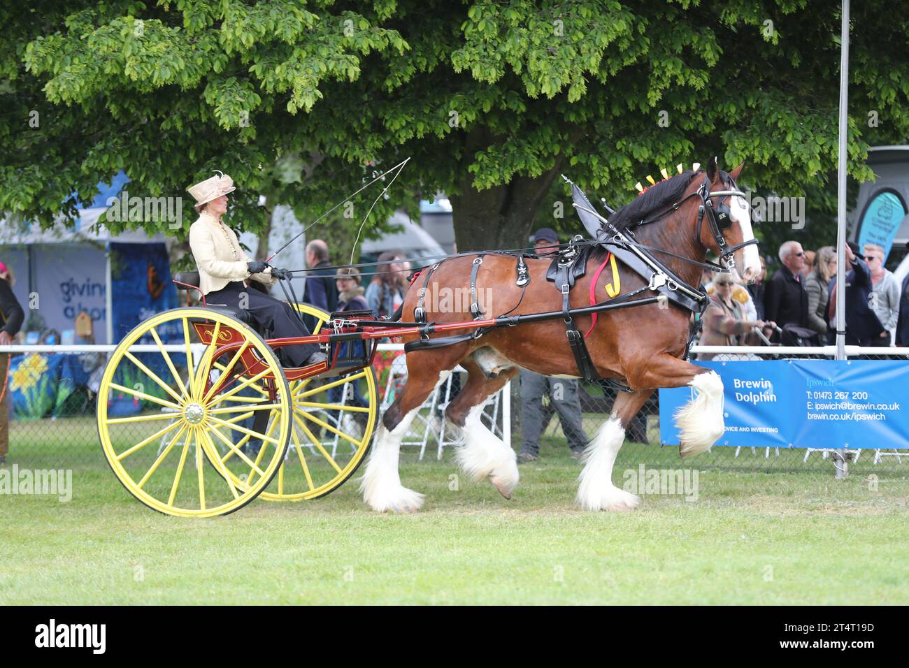 Bay shire horse hi-res stock photography and images - Alamy