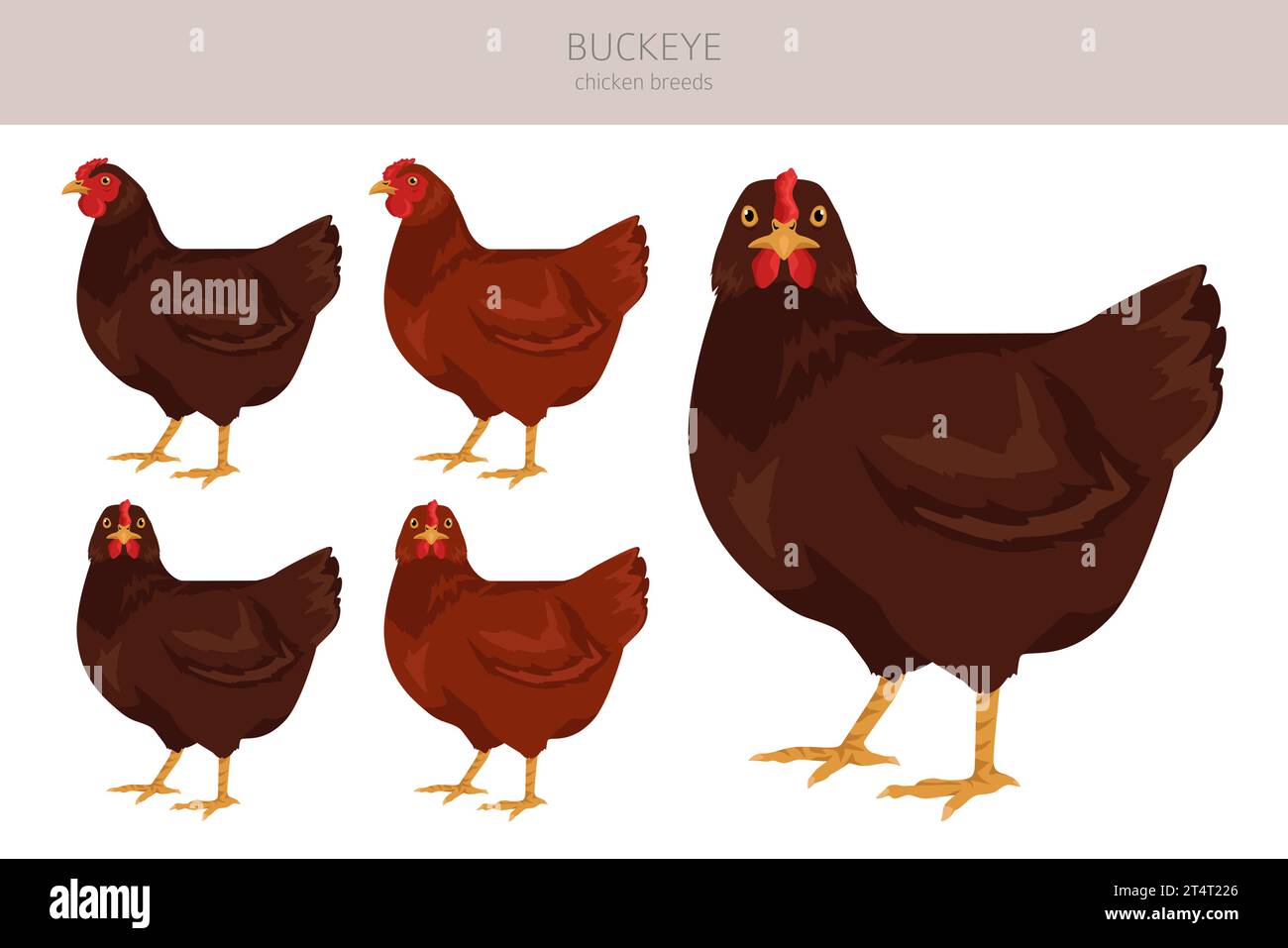 Buckeye Chicken breeds clipart. Poultry and farm animals. Different ...