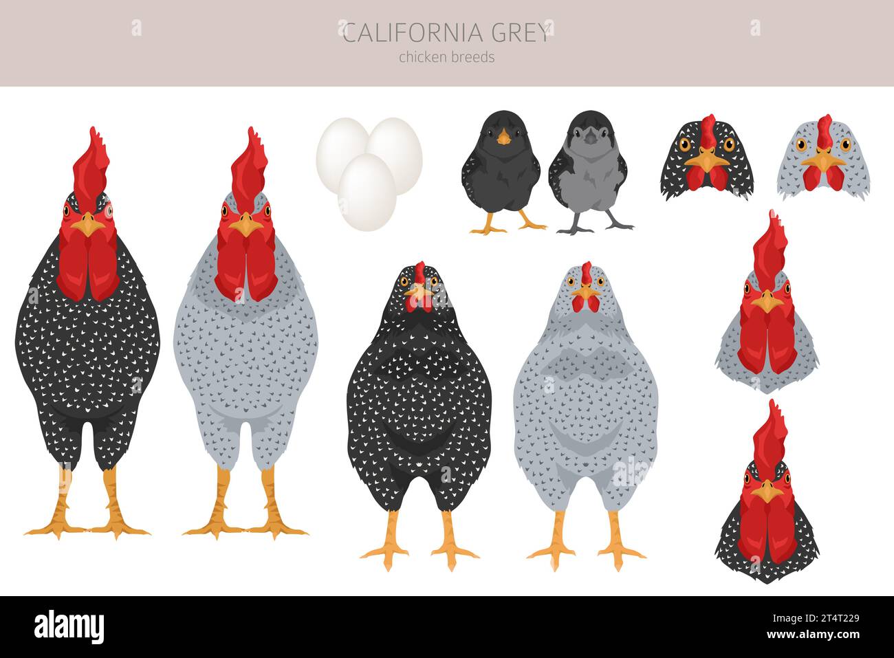 California Grey Chicken breeds clipart. Poultry and farm animals ...