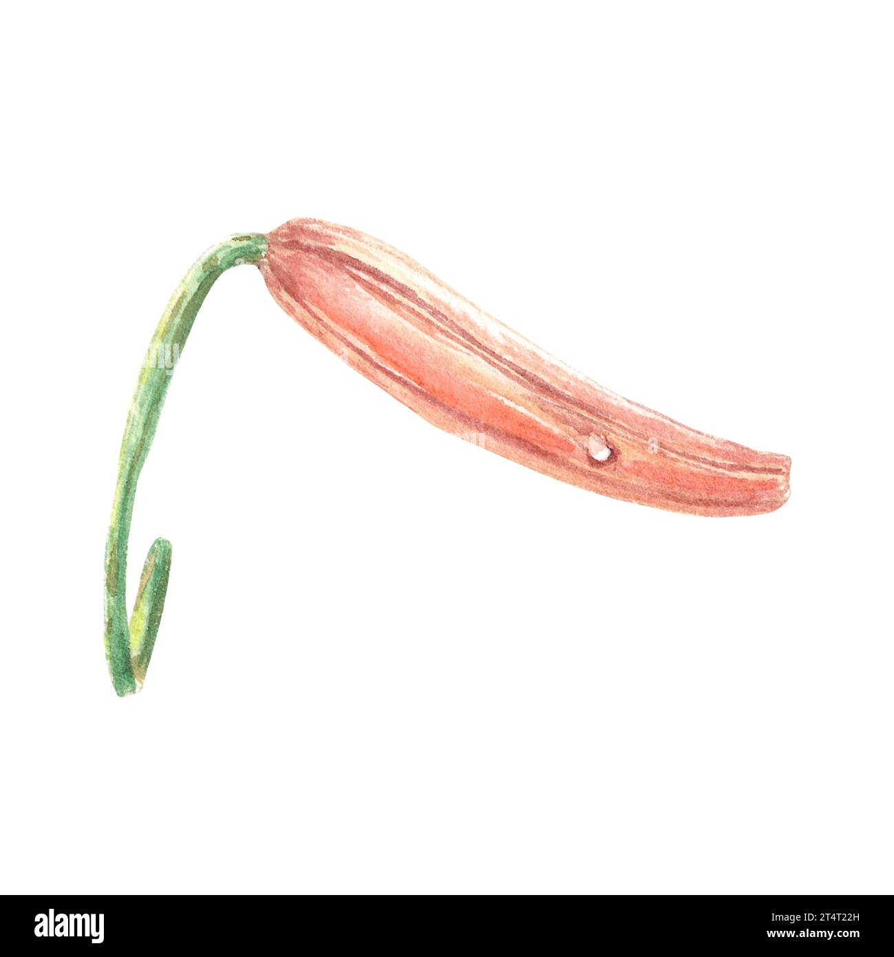 Watercolor tiger lily flower hand drawn in botanical style for logo ...