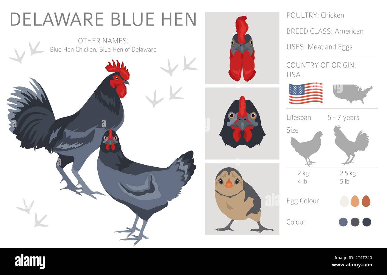 Delaware Blue Hen Chicken breeds clipart. Poultry and farm animals ...