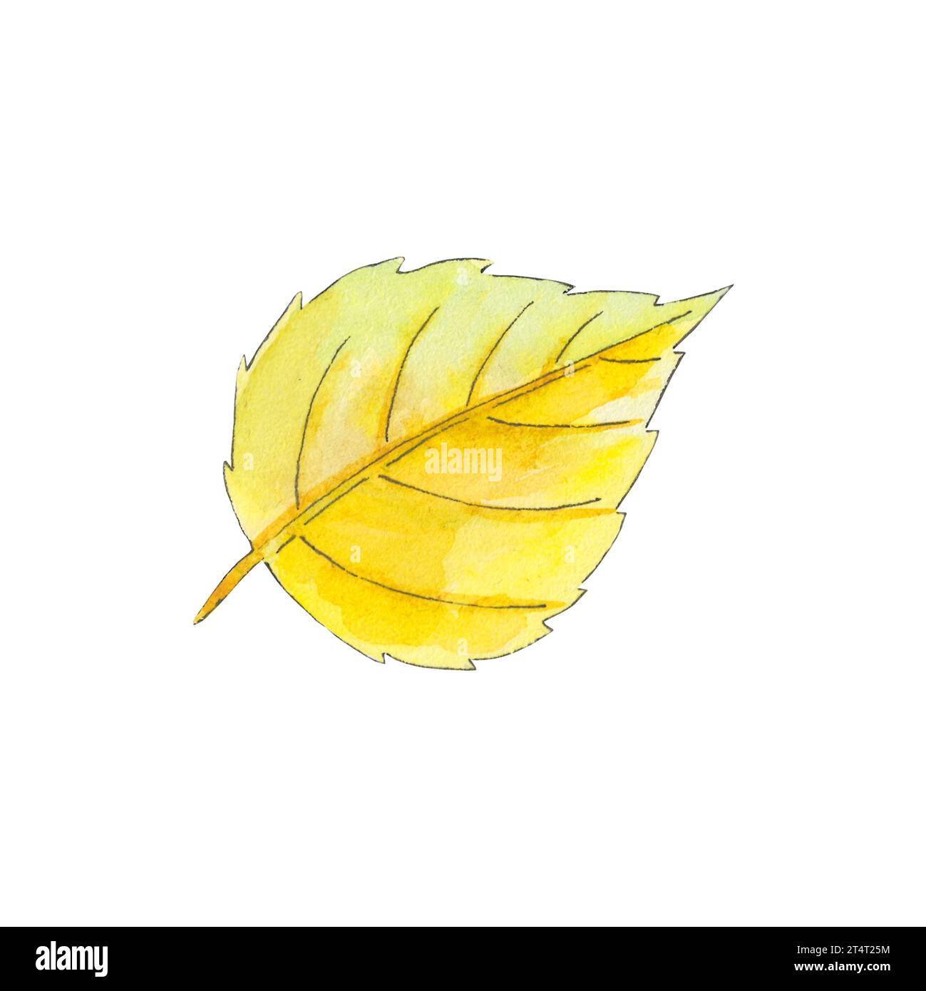 Aspen botanical illustration hi-res stock photography and images - Alamy