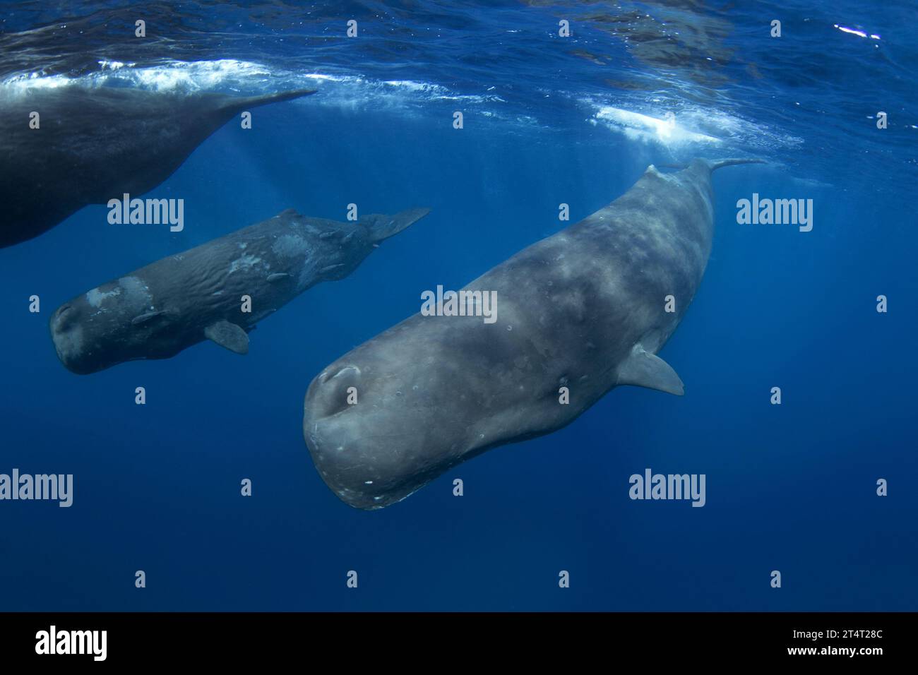 Sperm whale near the surface. Whales in Indian ocean. The biggest ...