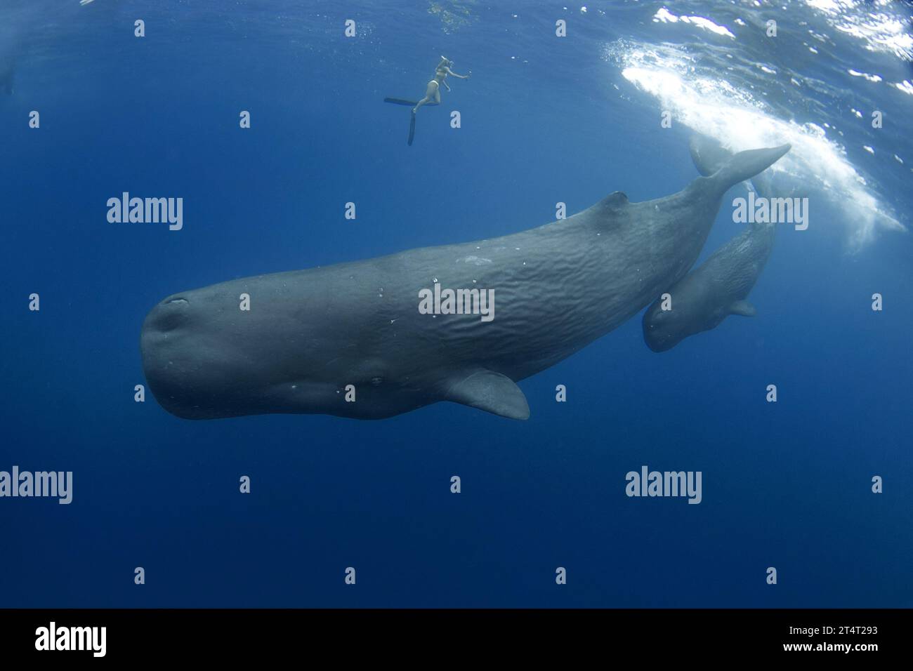 Sperm whale near the surface. Whales in Indian ocean. The biggest ...