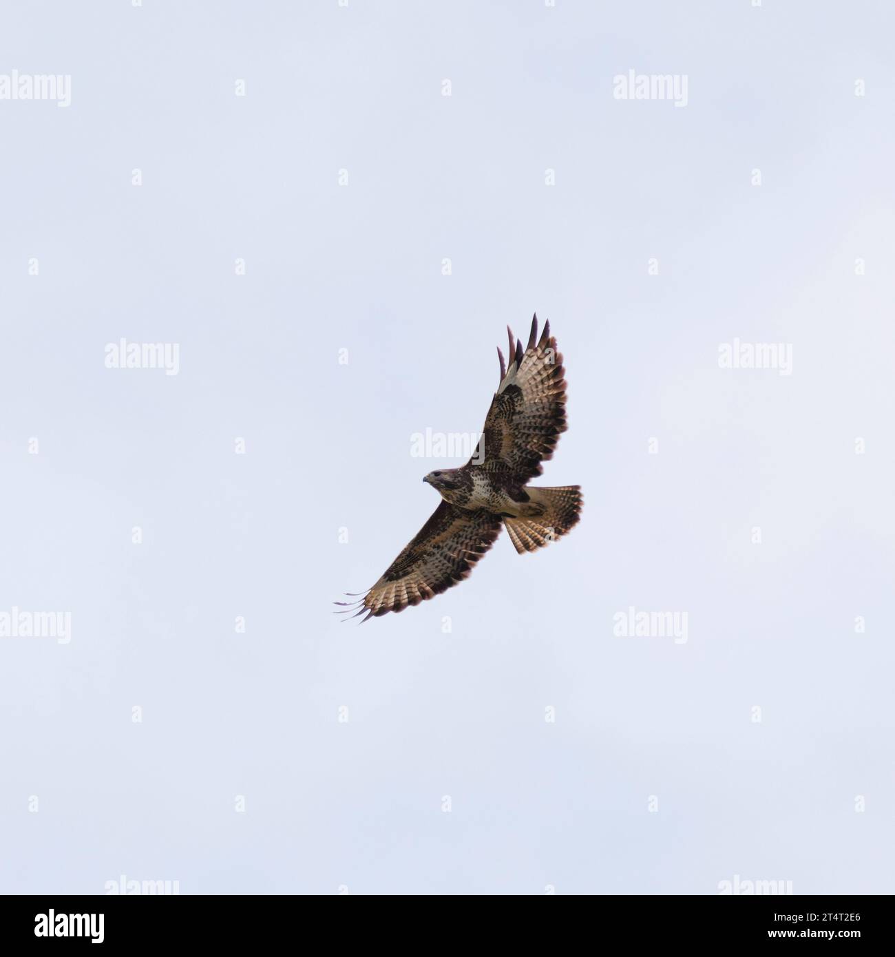 A majestic bird soaring through the bright blue sky, wings outstretched ...