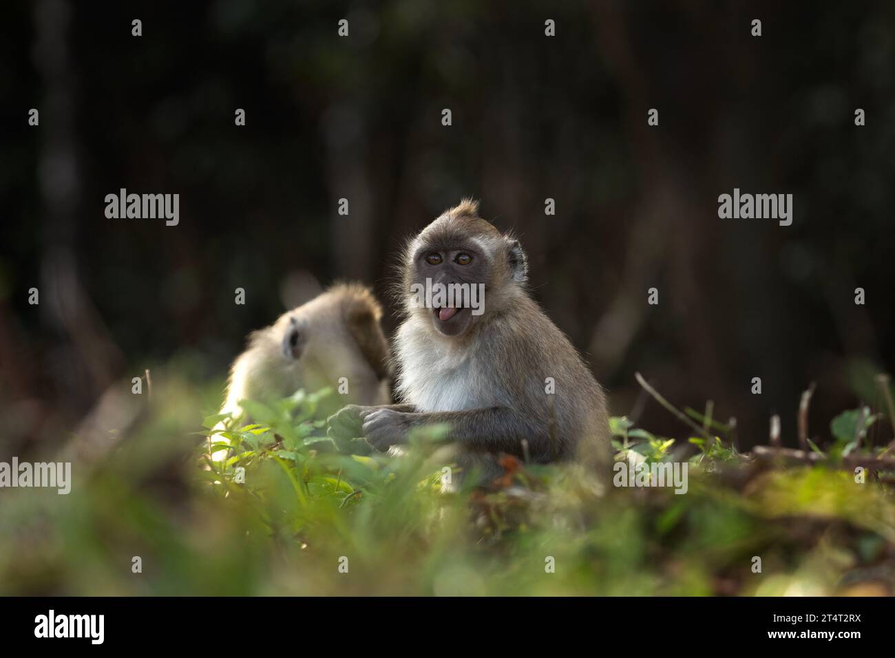 Crab eating macaque troop are looking for food in the forest. Macaque ...