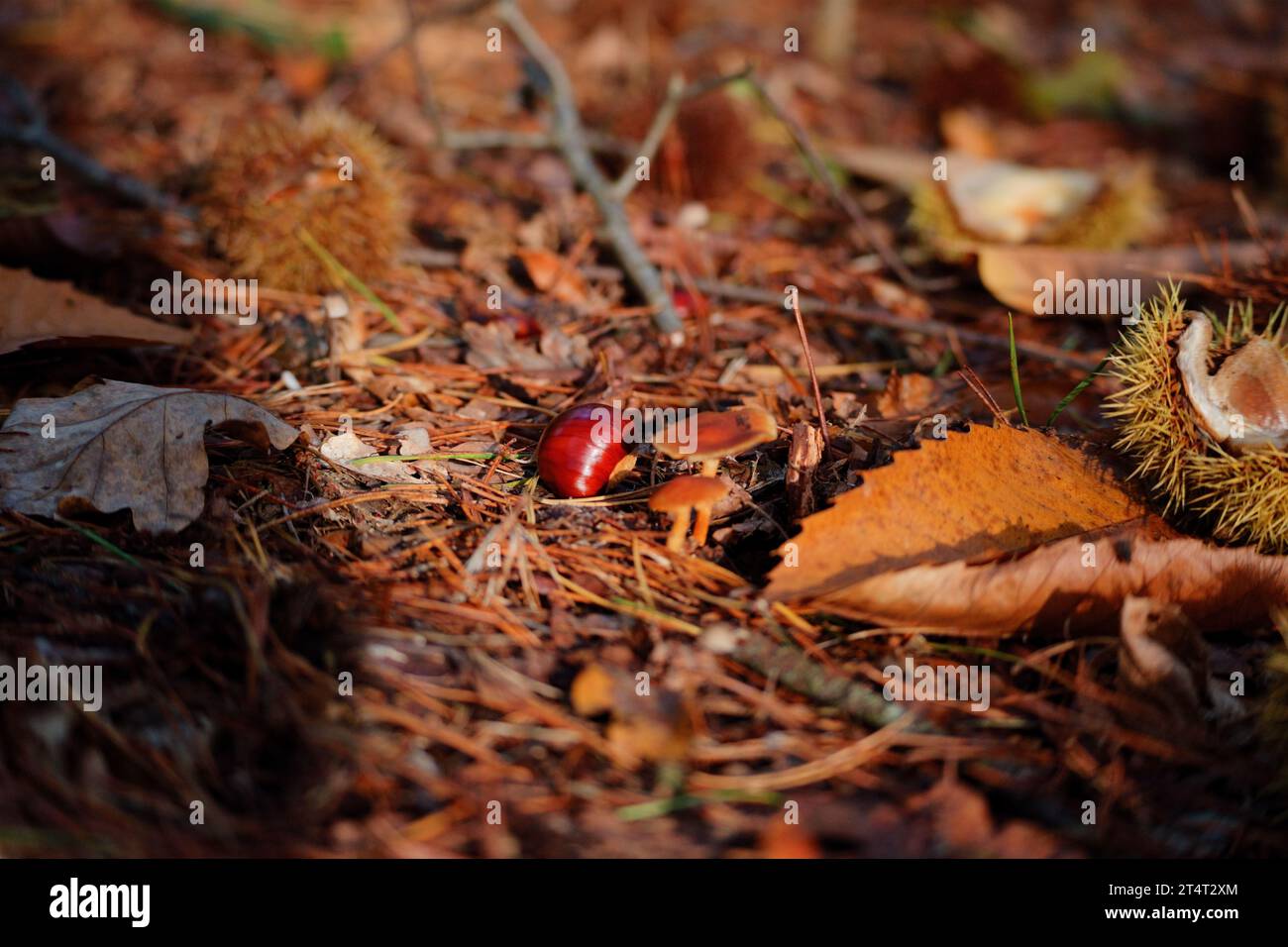 Botany chestnut bur hi-res stock photography and images - Alamy
