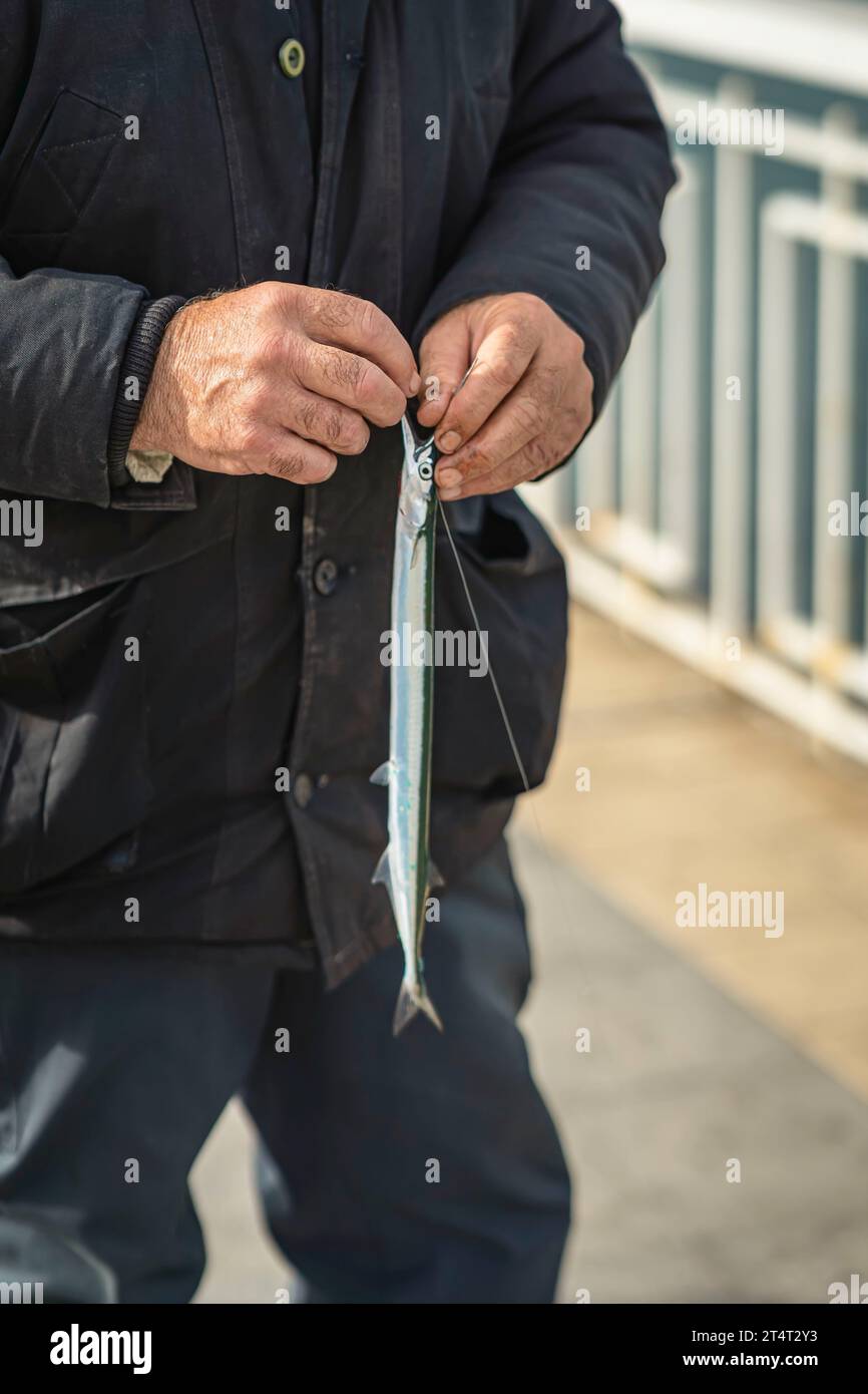Long thin fish hi-res stock photography and images - Alamy