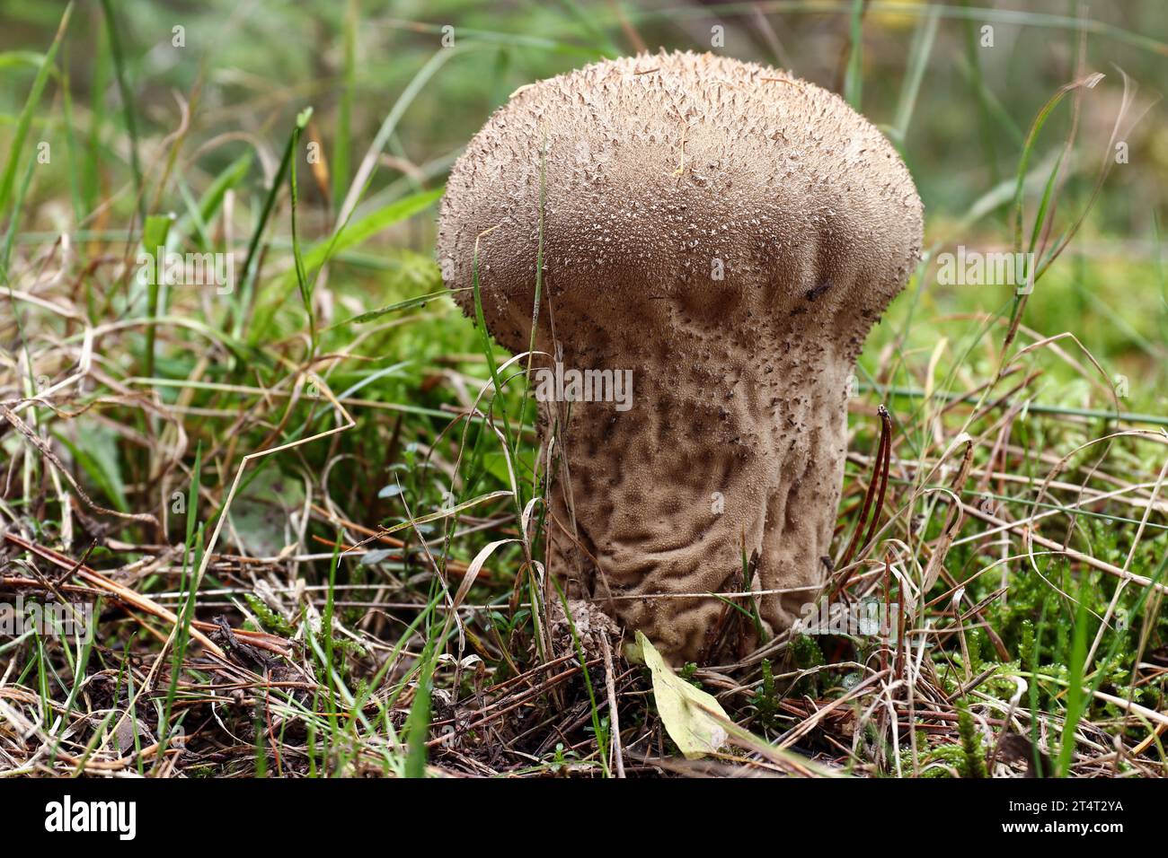 Elongate puffball - pear-shaped puffball - edible mushroom Stock Photo ...