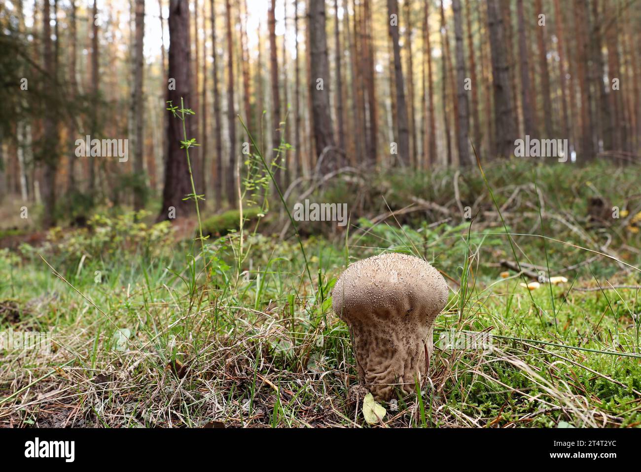 Elongate puffball in a forest - edible mushroom Stock Photo - Alamy