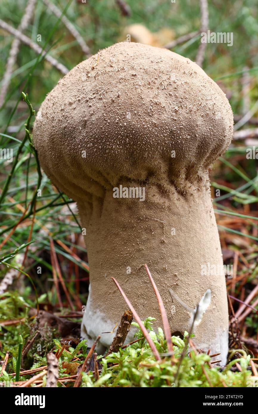 Elongate puffball - pear-shaped puffball - edible mushroom Stock Photo ...