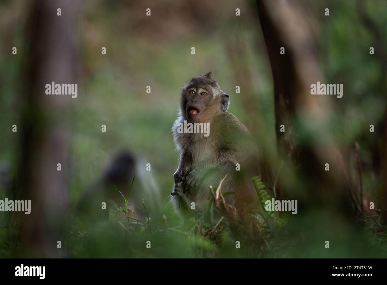 Crab eating macaque troop are looking for food in the forest. Macaque ...
