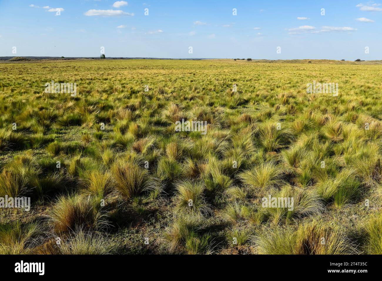 Pampas grass landscape, La Pampa province, Patagonia, Argentina Stock ...