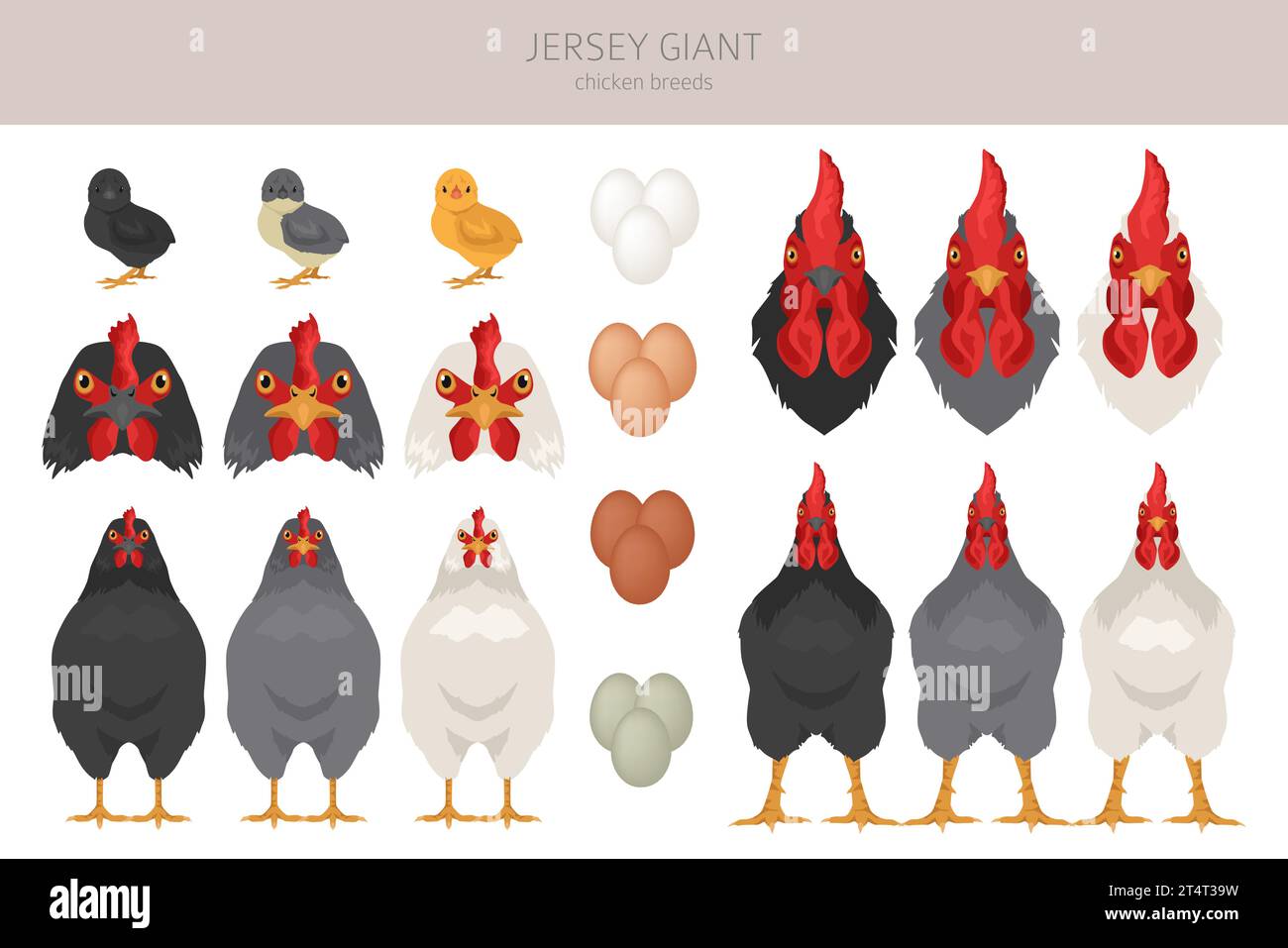 Jersey Giant Chicken breeds clipart. Poultry and farm animals ...