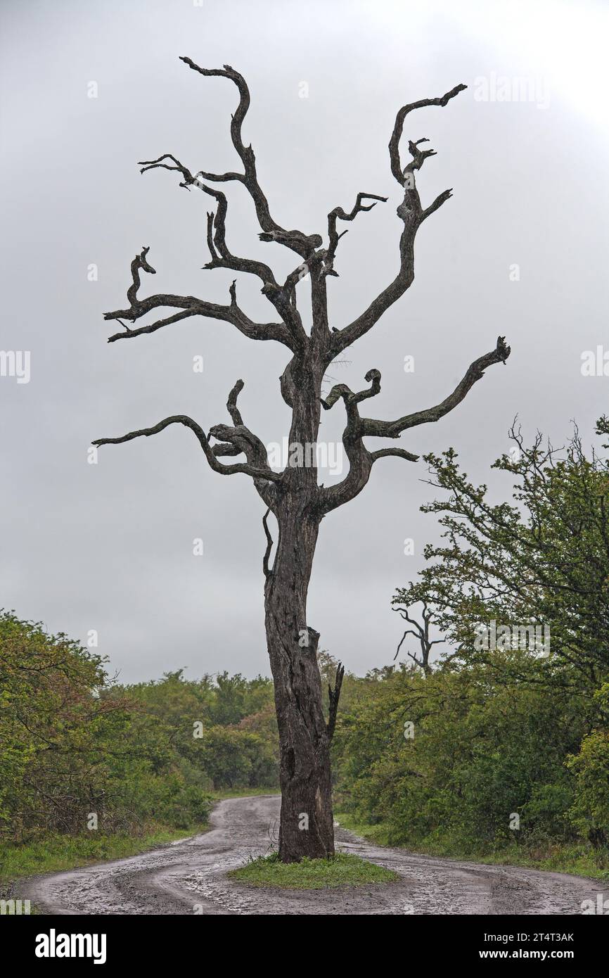 Combretum hi-res stock photography and images - Alamy