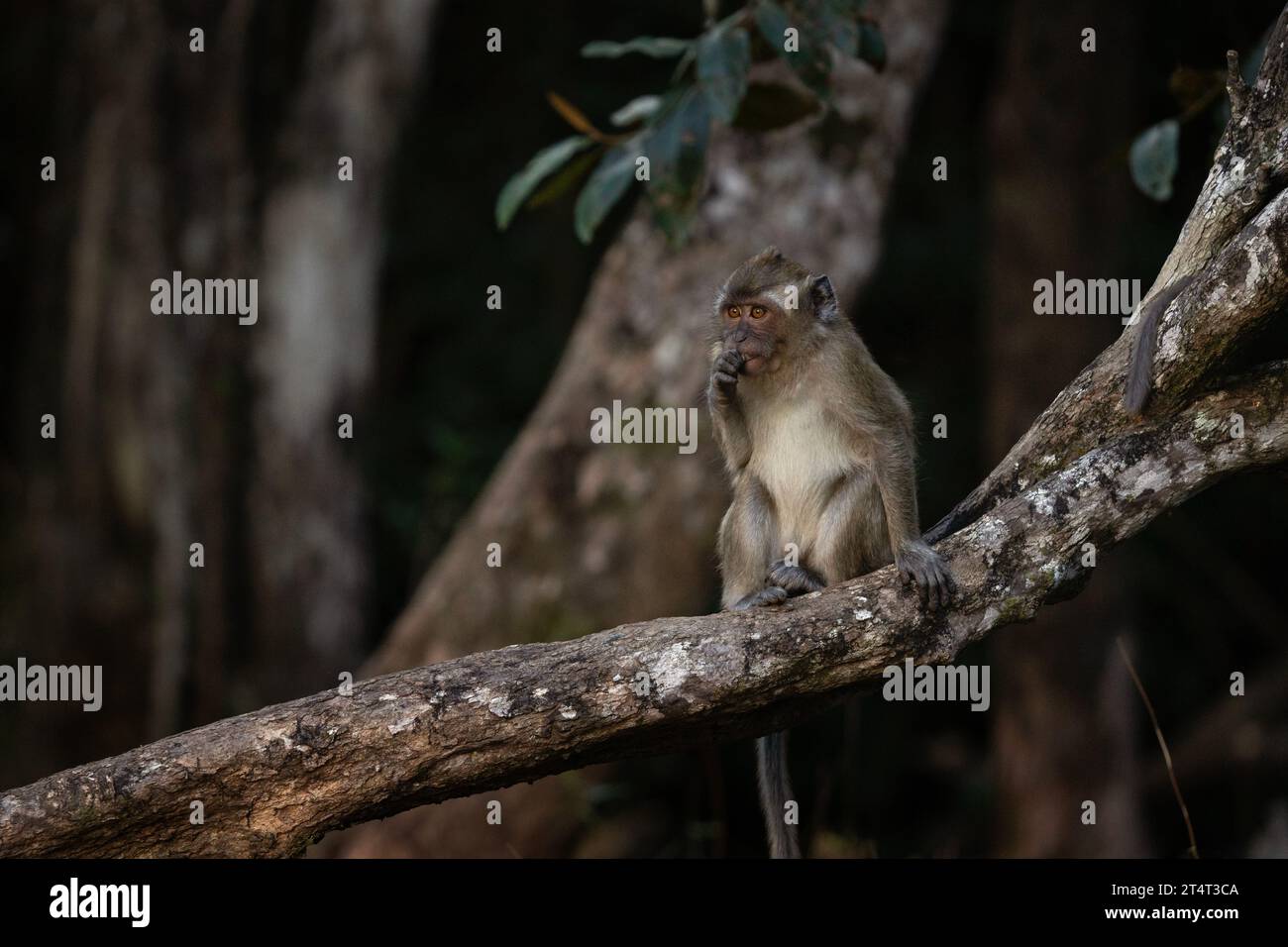 Crab eating macaque troop are looking for food in the forest. Macaque ...