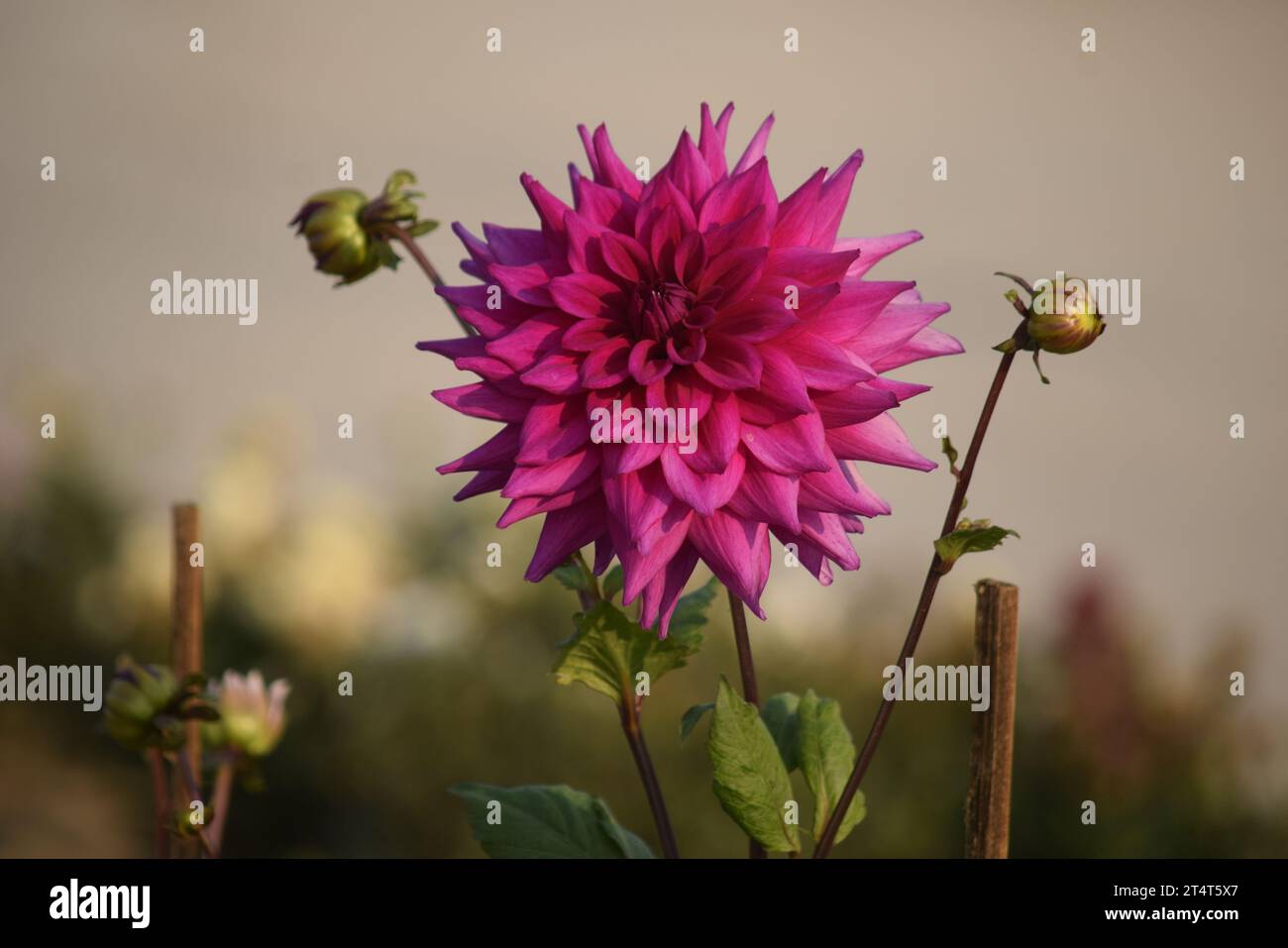 Purple sylvia plant hi-res stock photography and images - Alamy