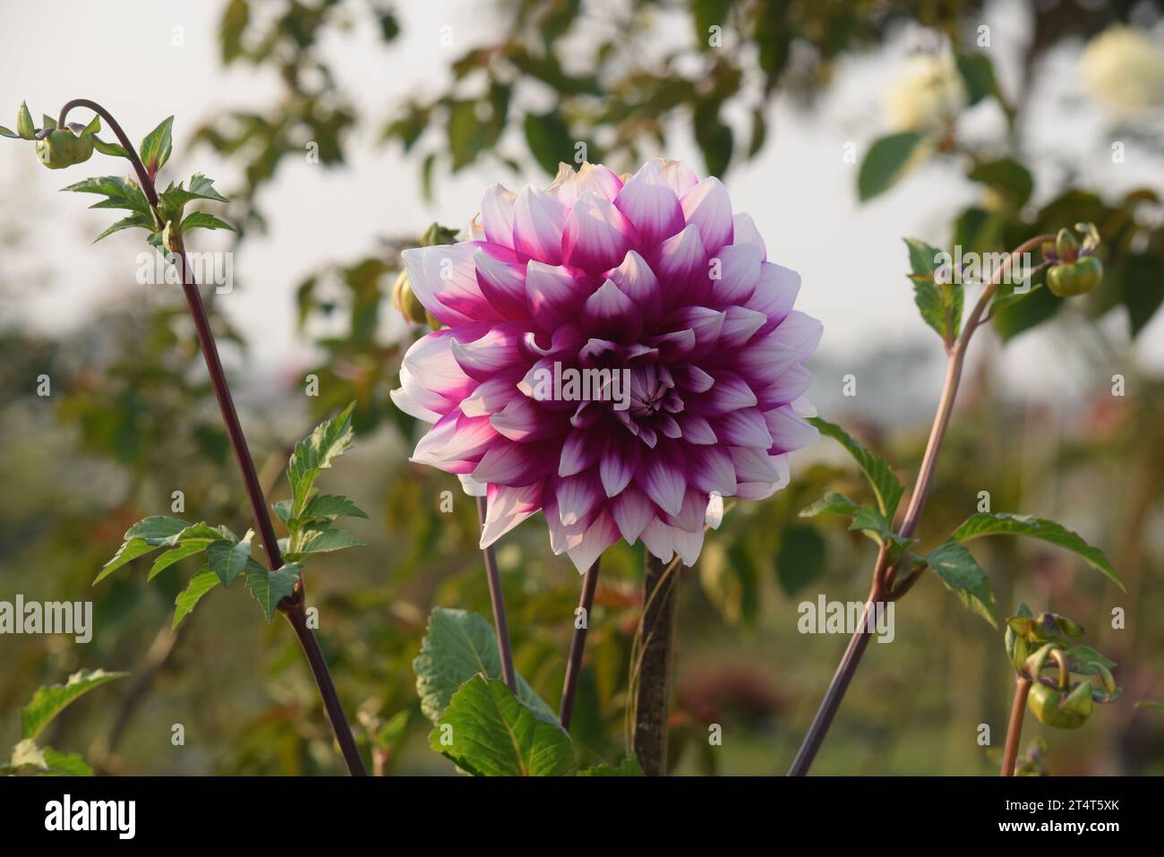 Purple sylvia plant hi-res stock photography and images - Alamy