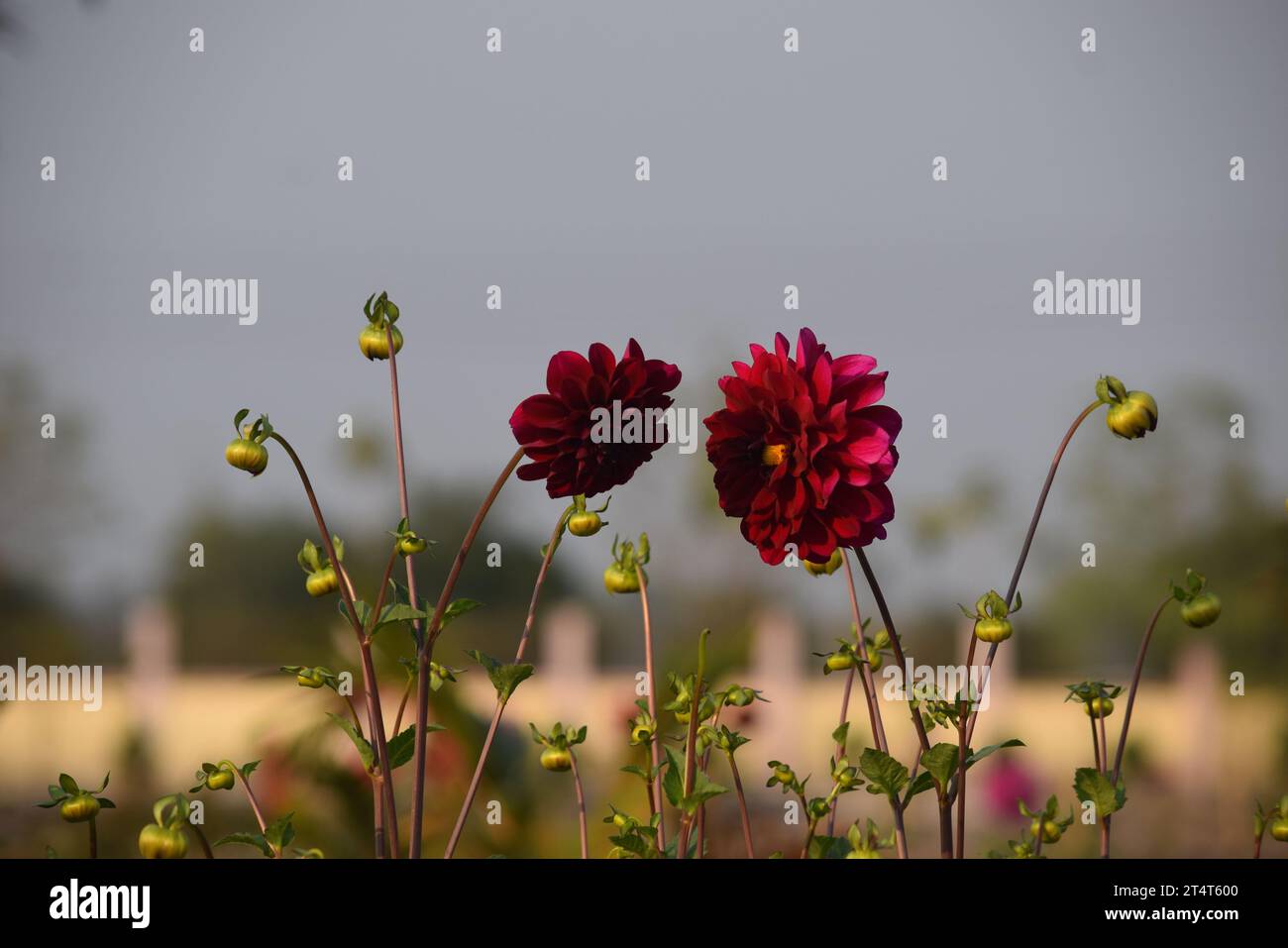 Purple sylvia plant hi-res stock photography and images - Alamy