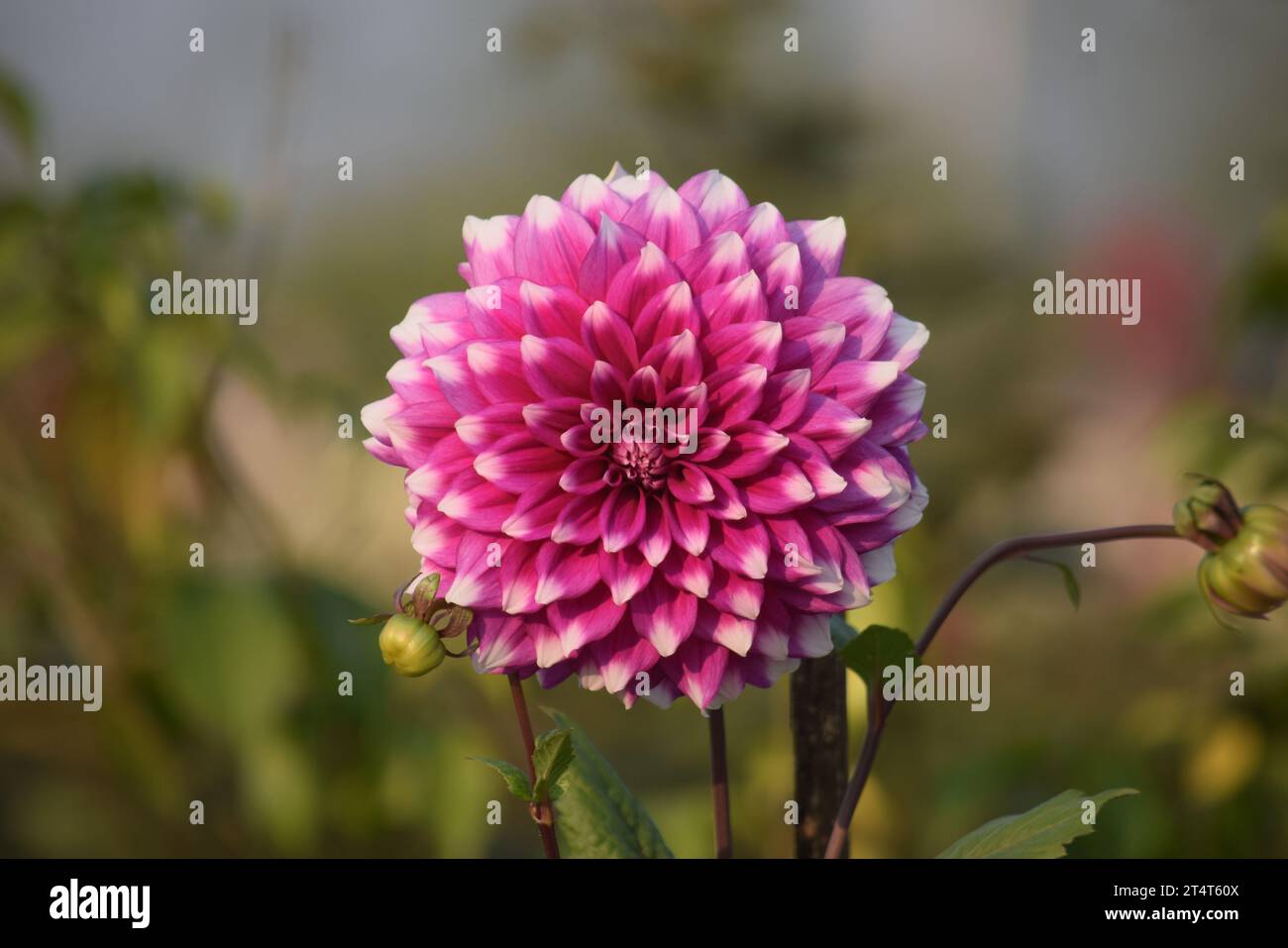 Purple sylvia plant hi-res stock photography and images - Alamy
