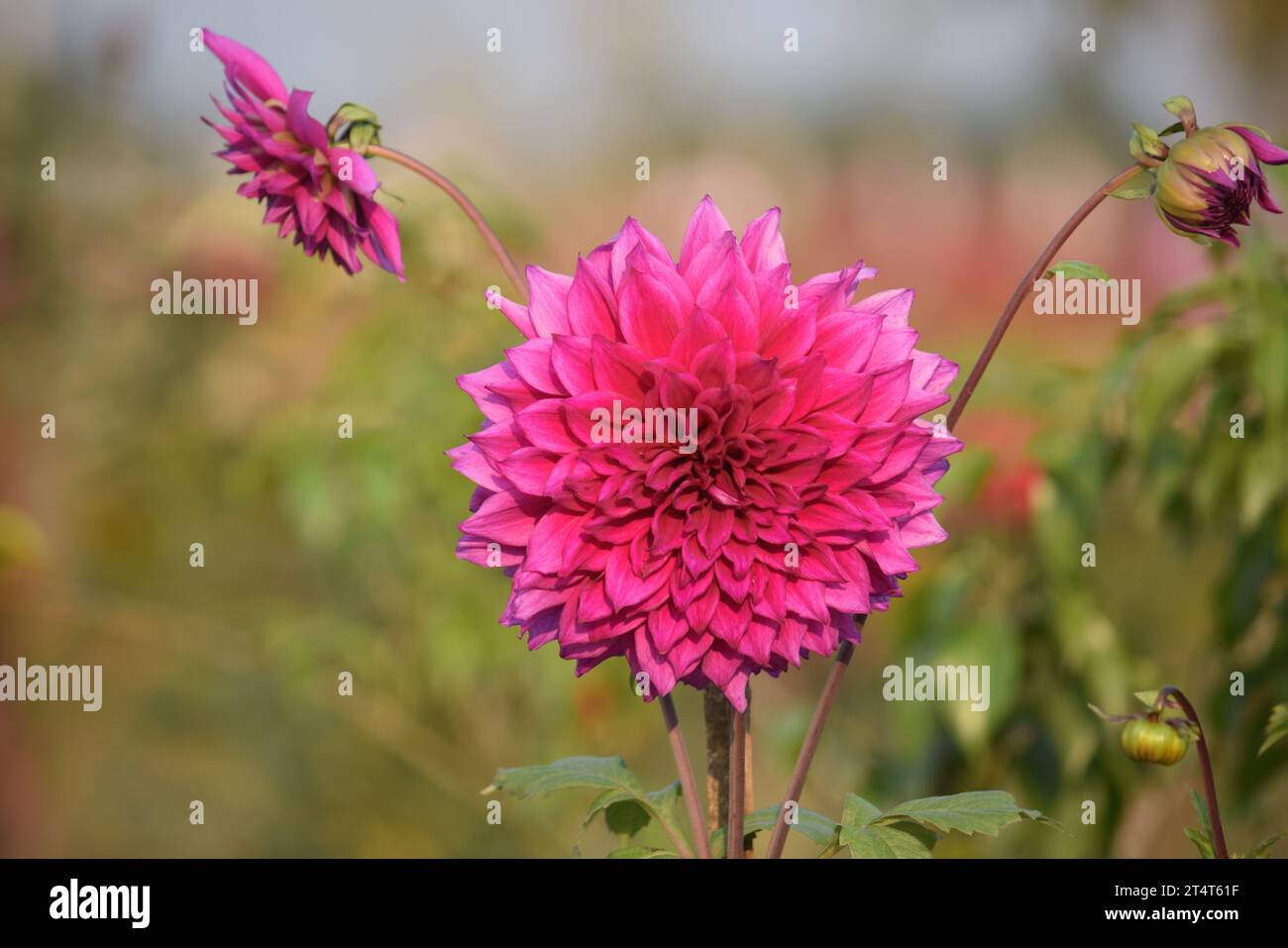 Purple sylvia plant hi-res stock photography and images - Alamy