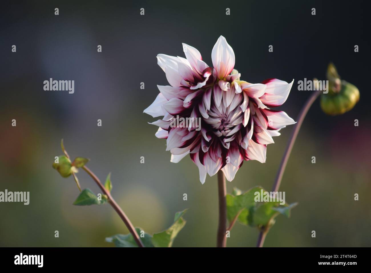 Purple sylvia plant hi-res stock photography and images - Alamy