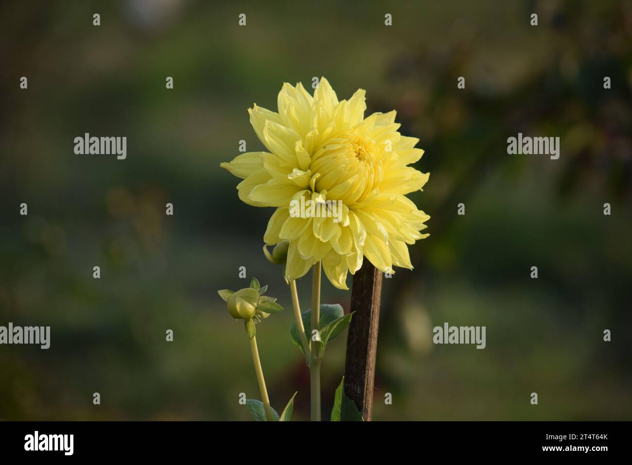 Purple sylvia plant hi-res stock photography and images - Alamy
